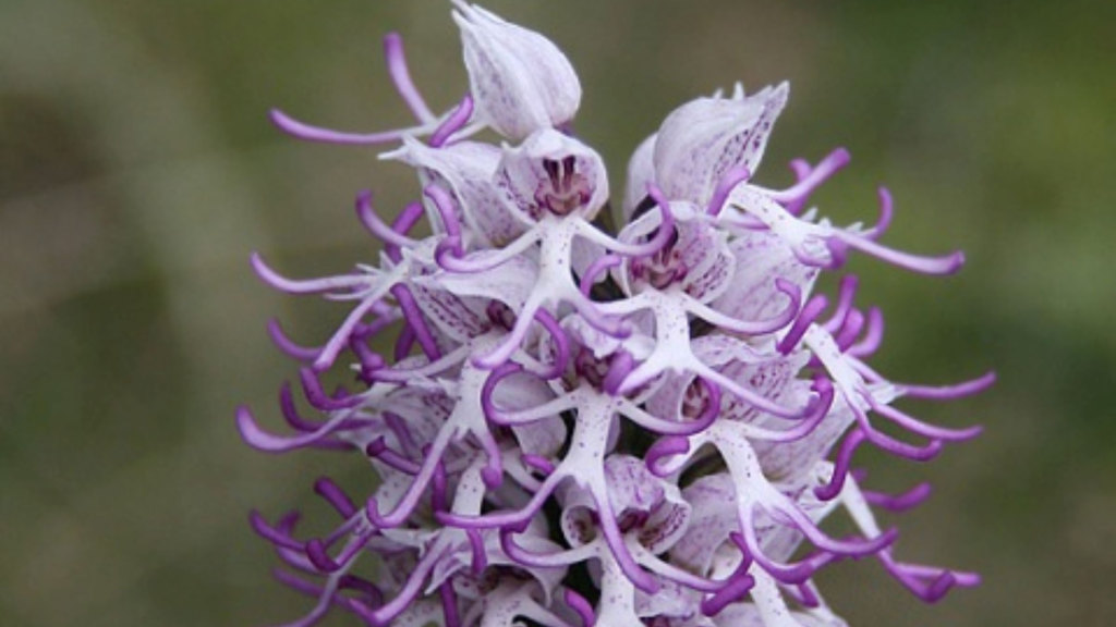 O orhidee aparte: orhideea maimuțică - Pe căile cunoașterii